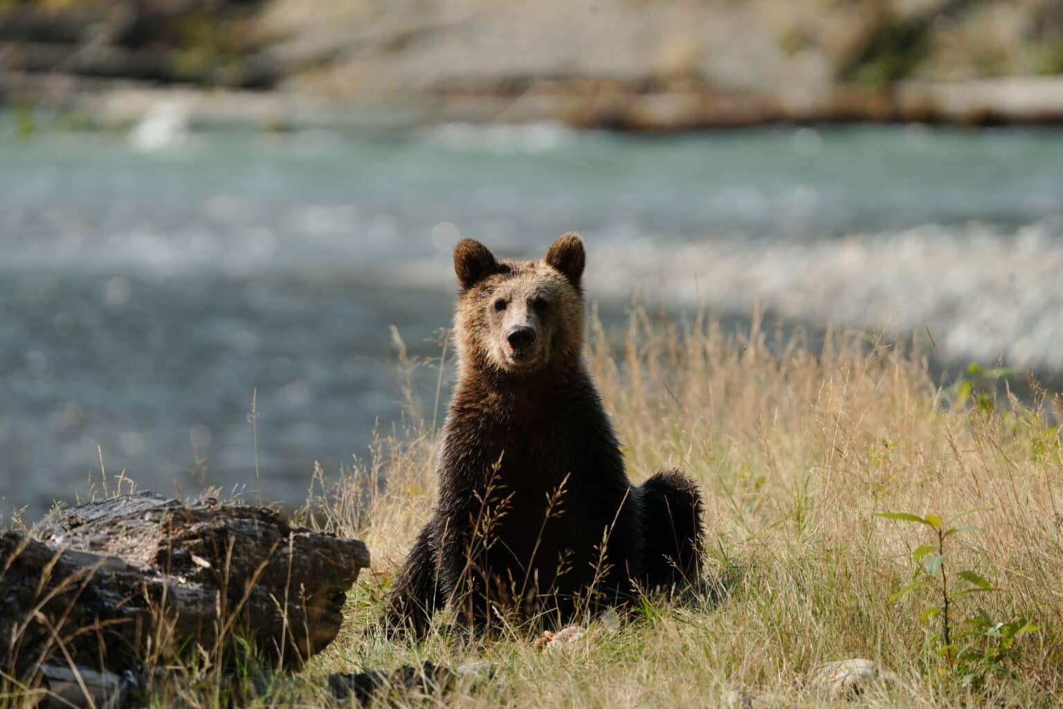 Homalco Culture & Wildlife Tours | Campbell River, BC
